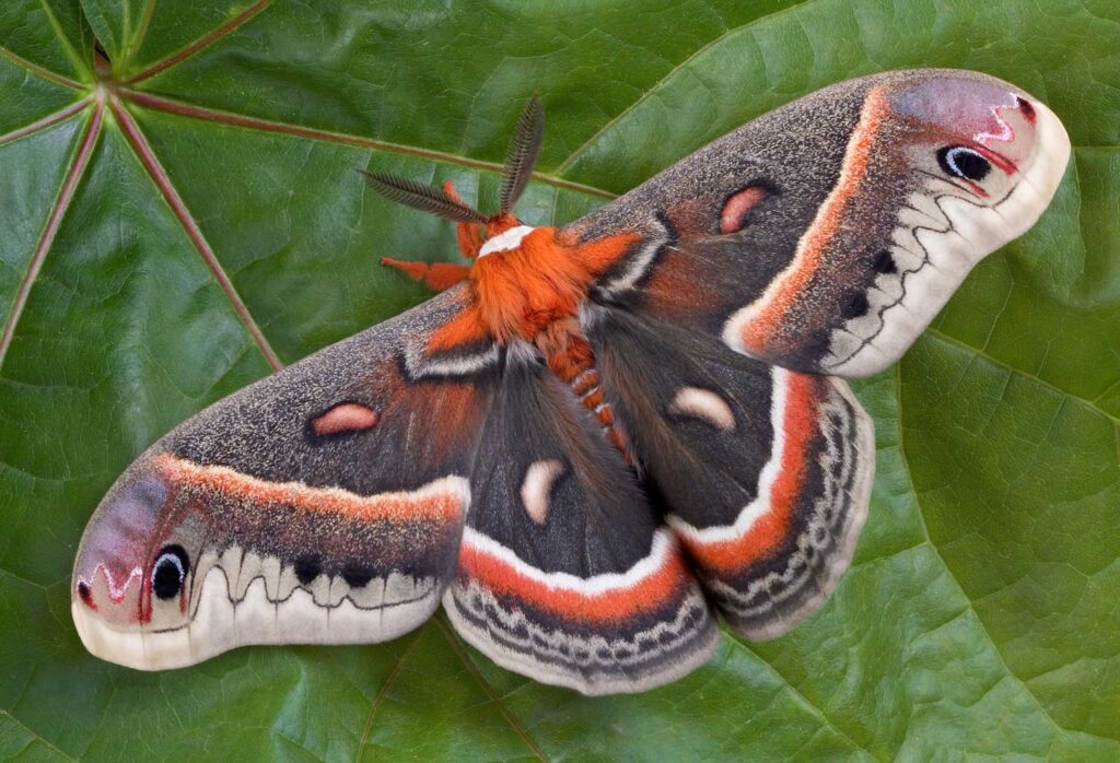 Light Up the Night Moth Hike – I & M Canal